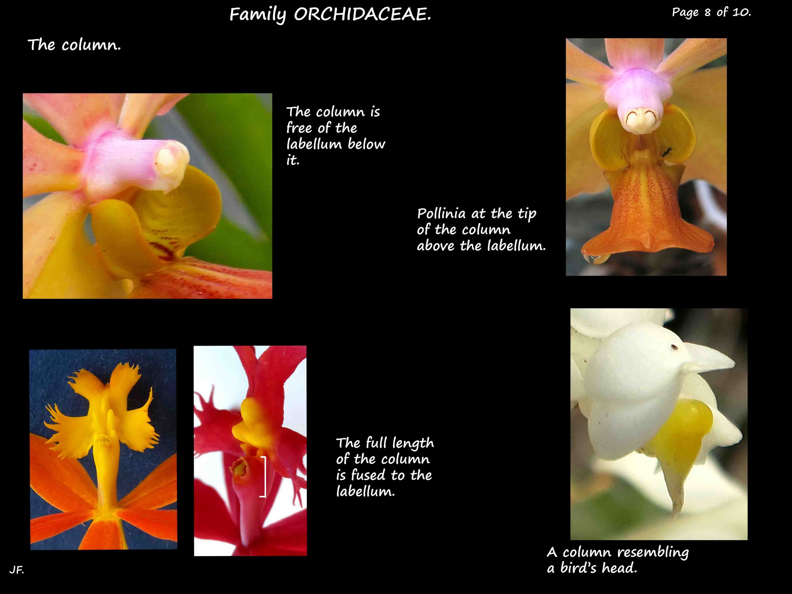 Orchidaceae - Botany Brisbane