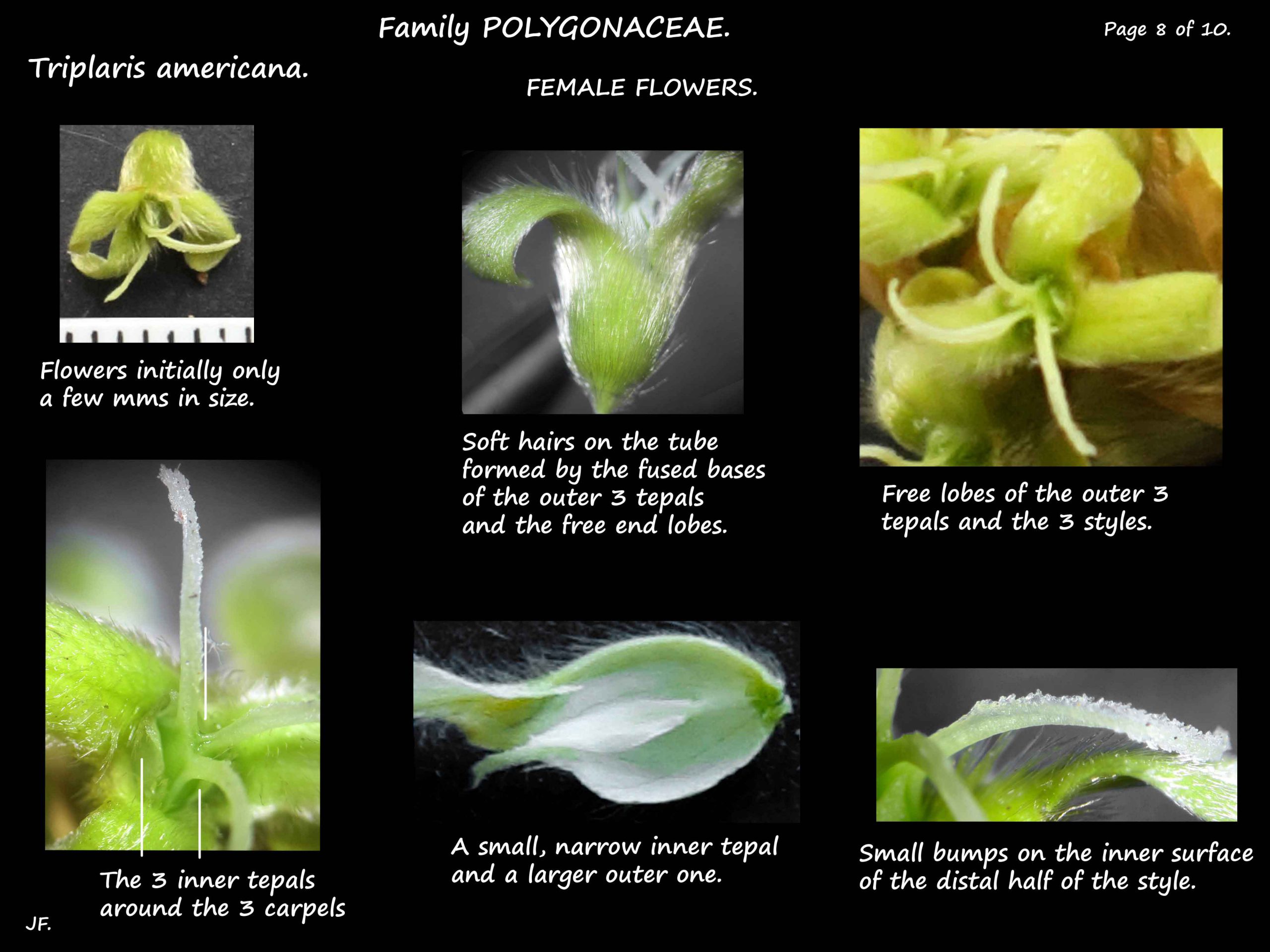 Triplaris americana - Botany Brisbane