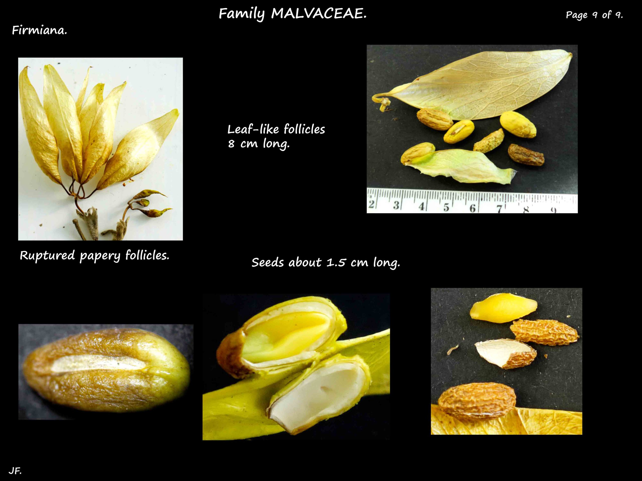 Firmiana simplex - Botany Brisbane