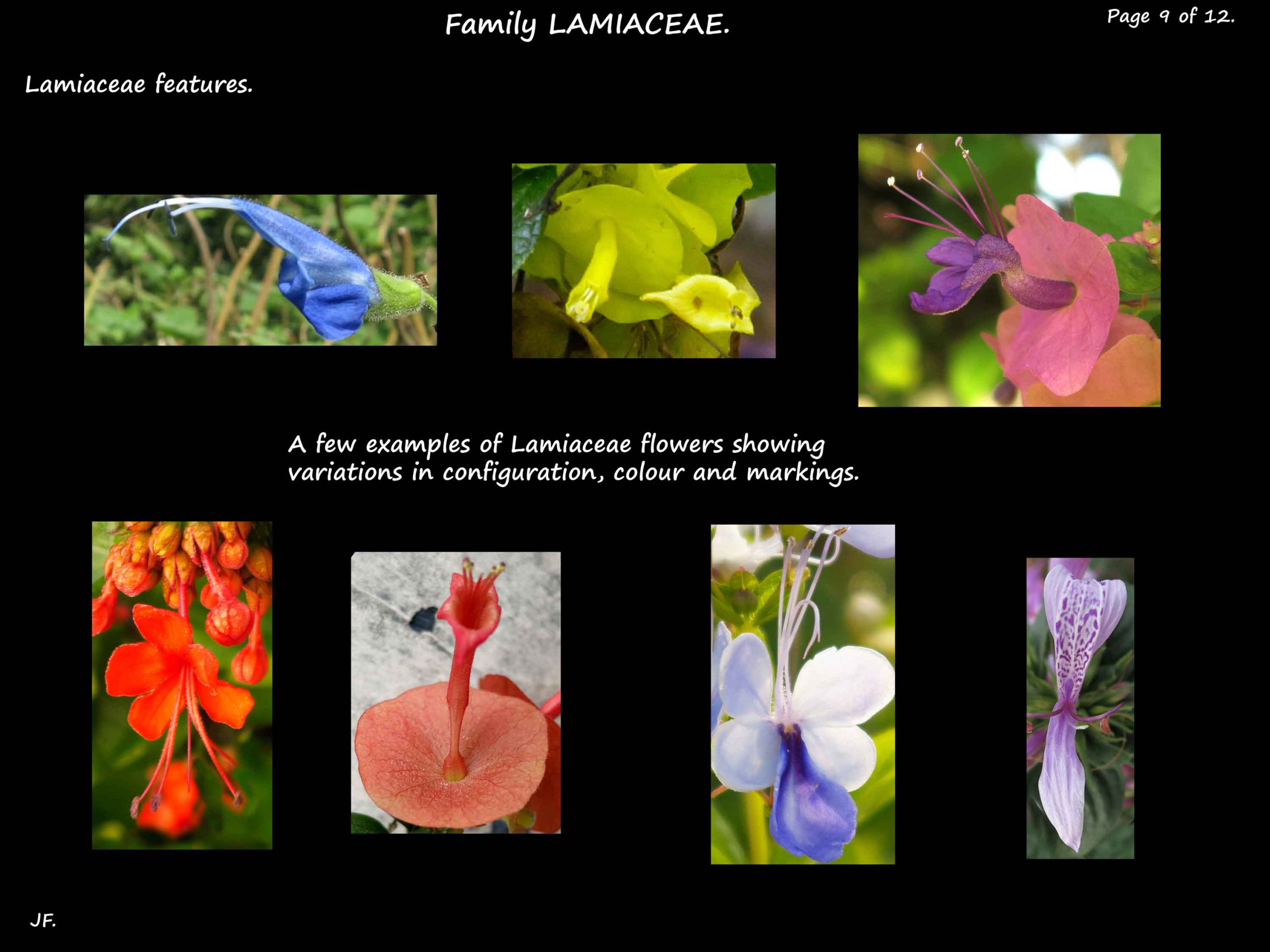 Lamiaceae - Botany Brisbane