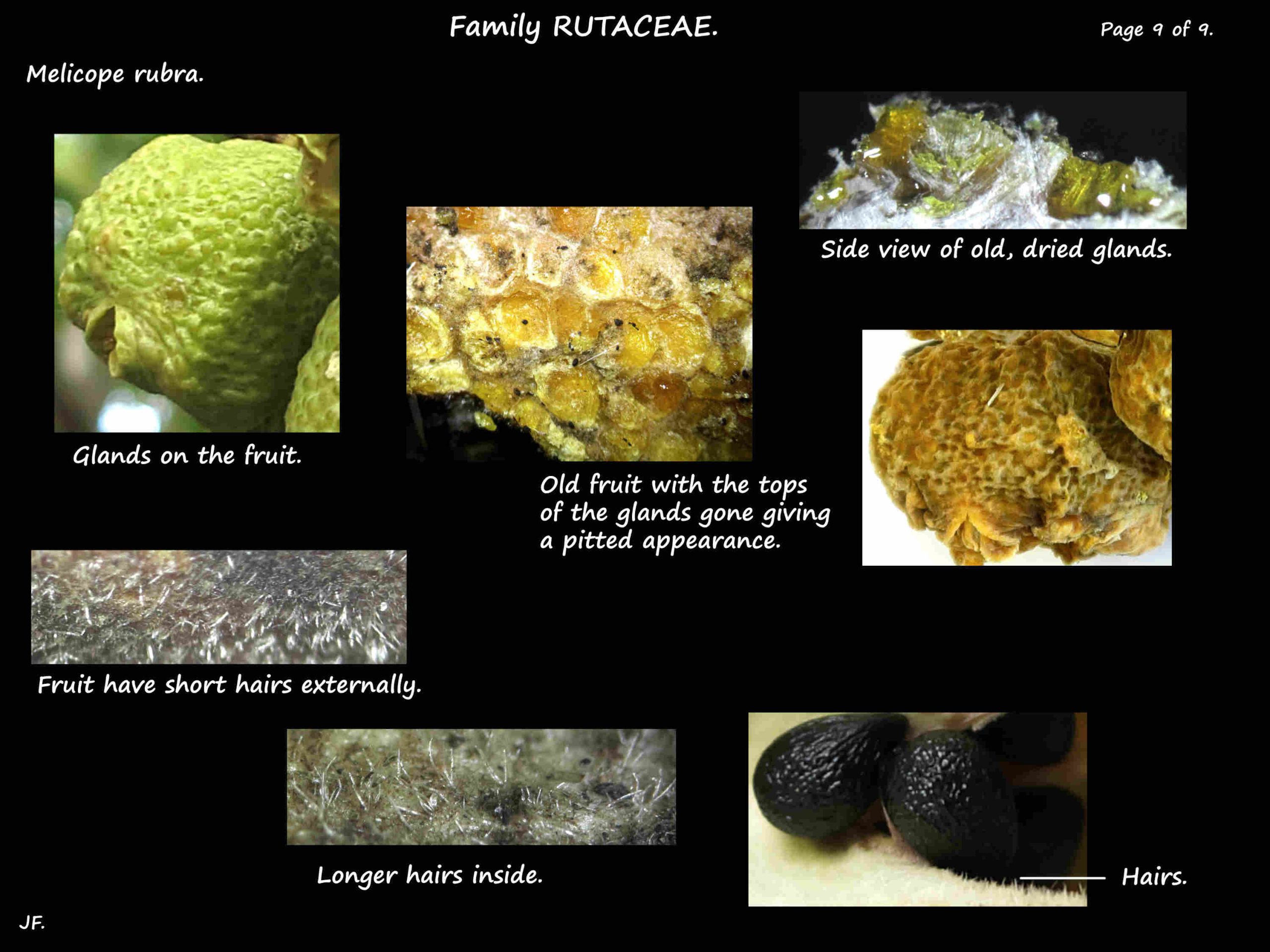 Melicope rubra - Botany Brisbane