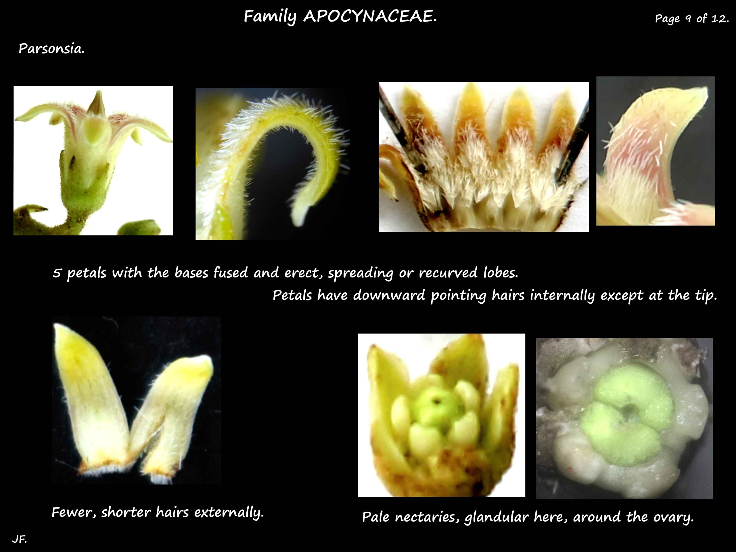 Parsonsia - Botany Brisbane