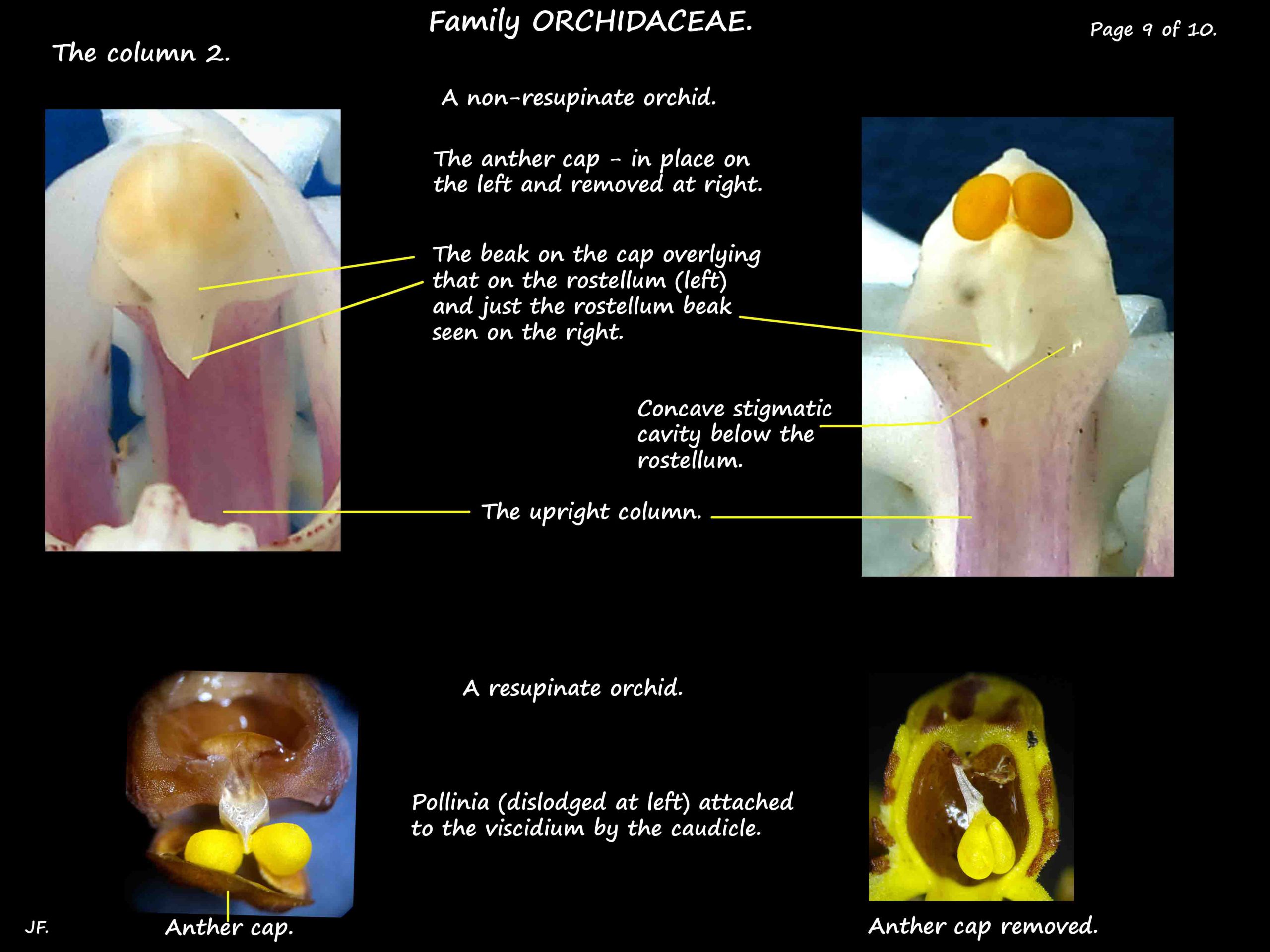 Orchidaceae - Botany Brisbane