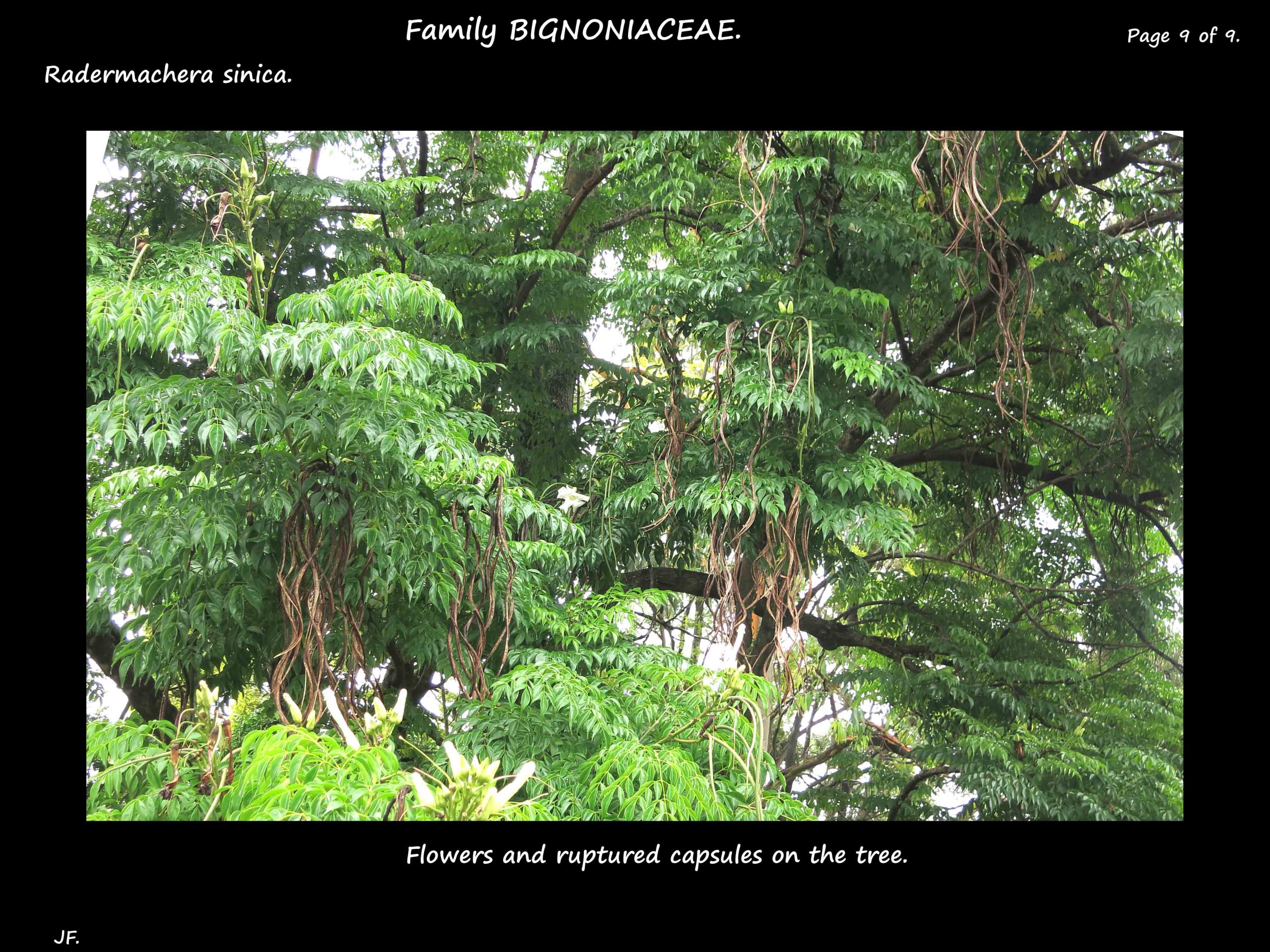 Radermachera sinica - Botany Brisbane