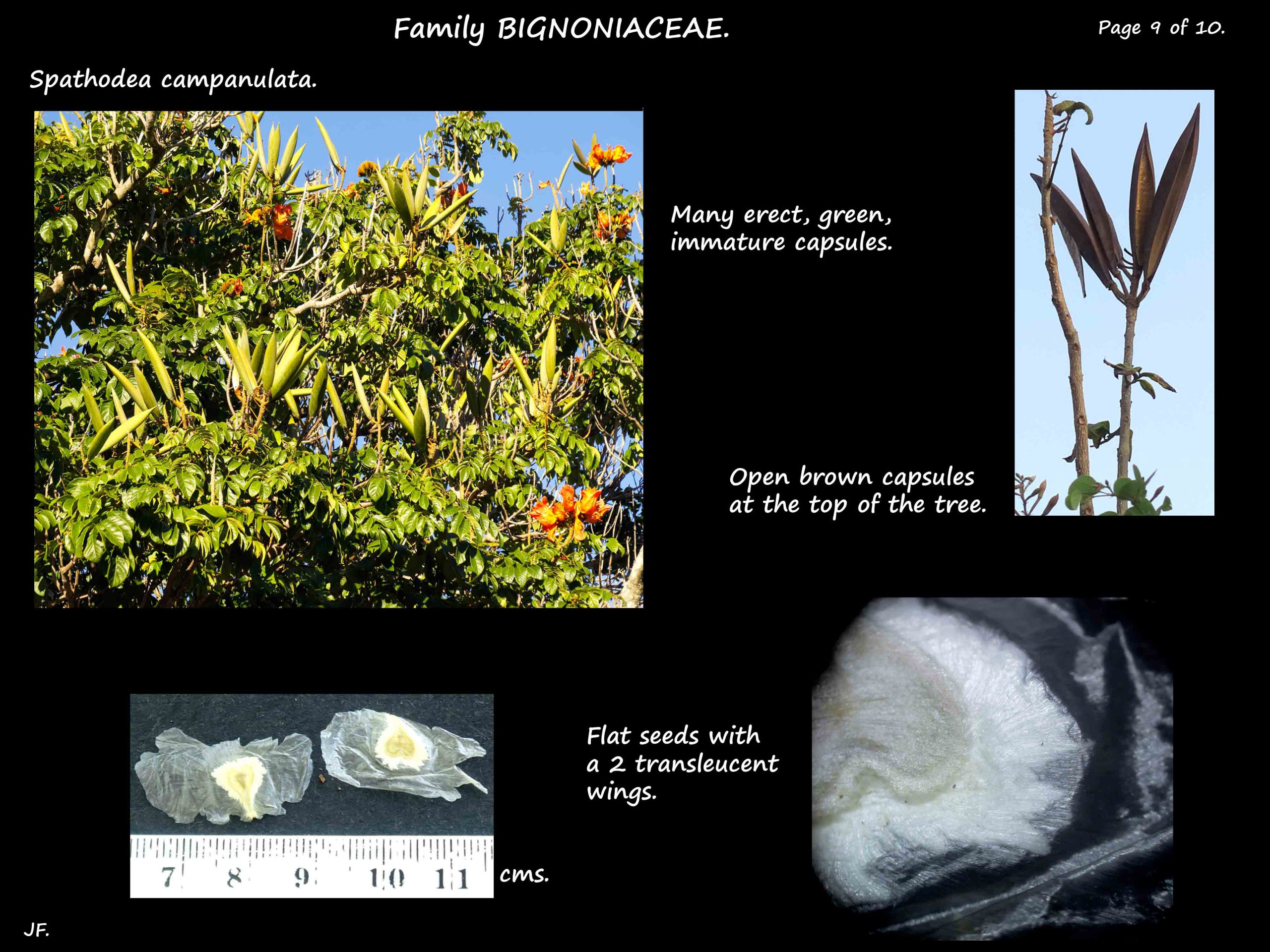 Spathodea campanulata - Botany Brisbane