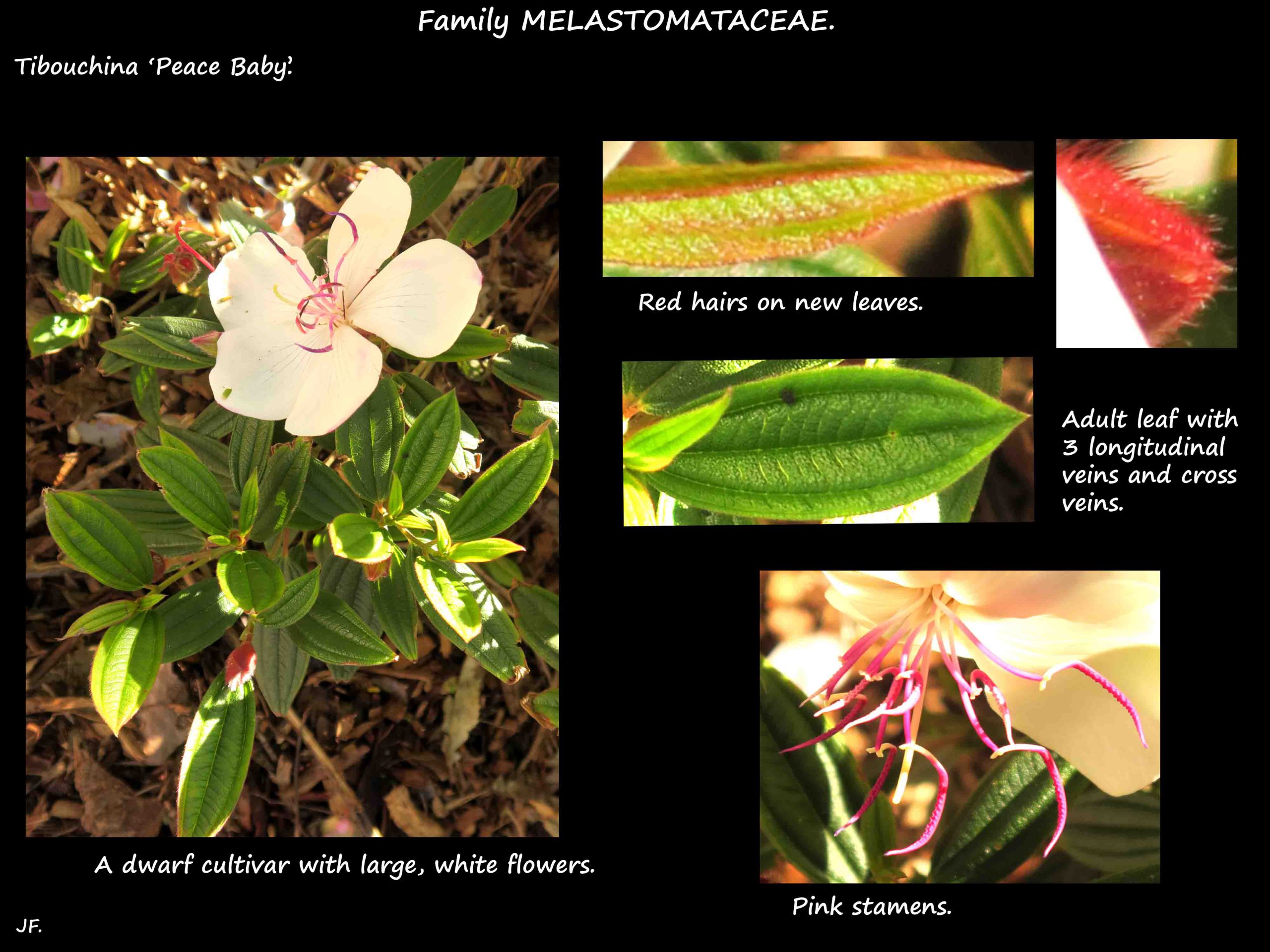 Tibouchina various cultivars - Botany Brisbane