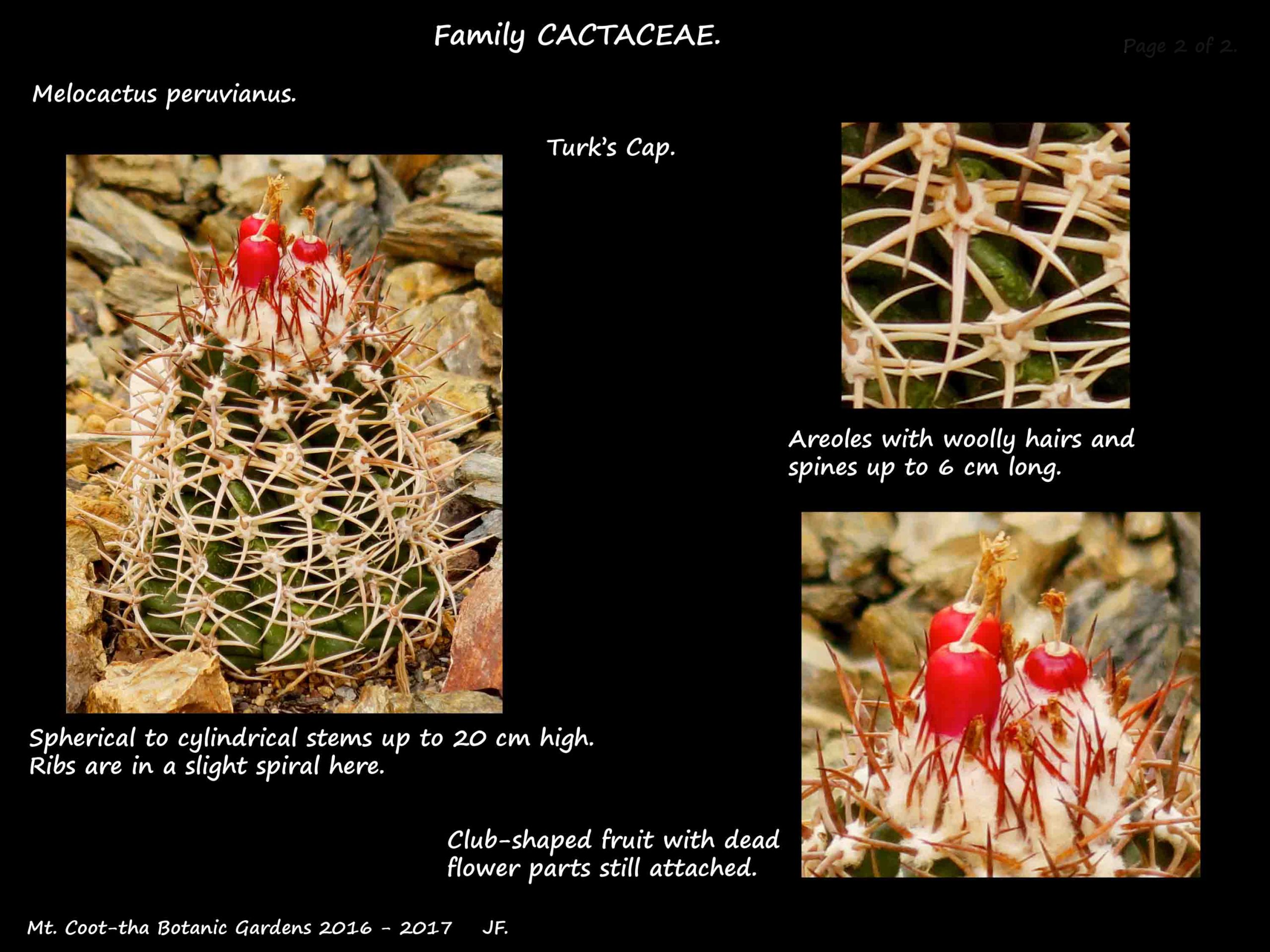 Melocactus peruvianus - Botany Brisbane