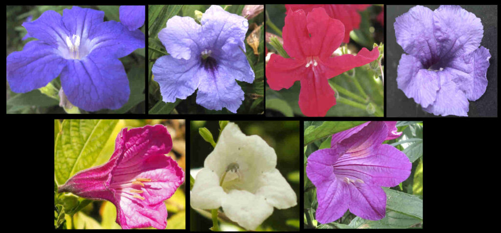 Ruellia - Botany Brisbane