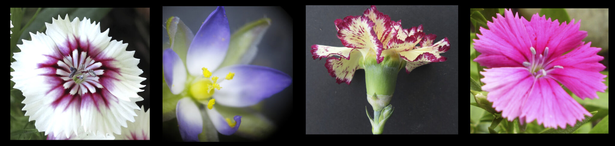 Caryophyllaceae - Botany Brisbane