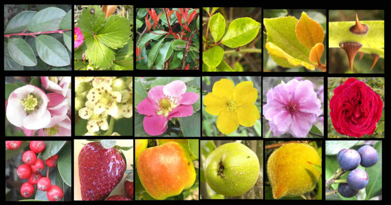 Rosaceae - Botany Brisbane