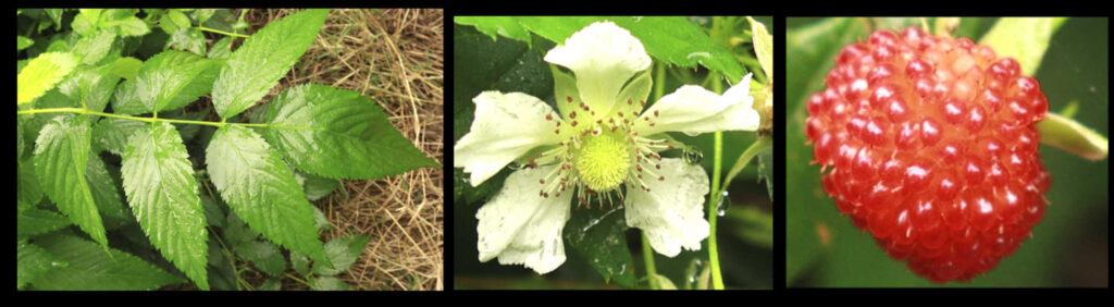 Rubus probus - Botany Brisbane
