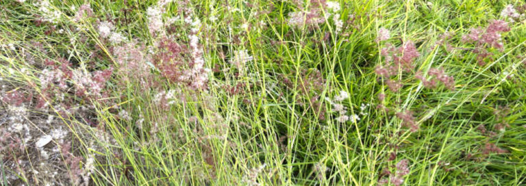 Poaceae - grasses - Botany Brisbane