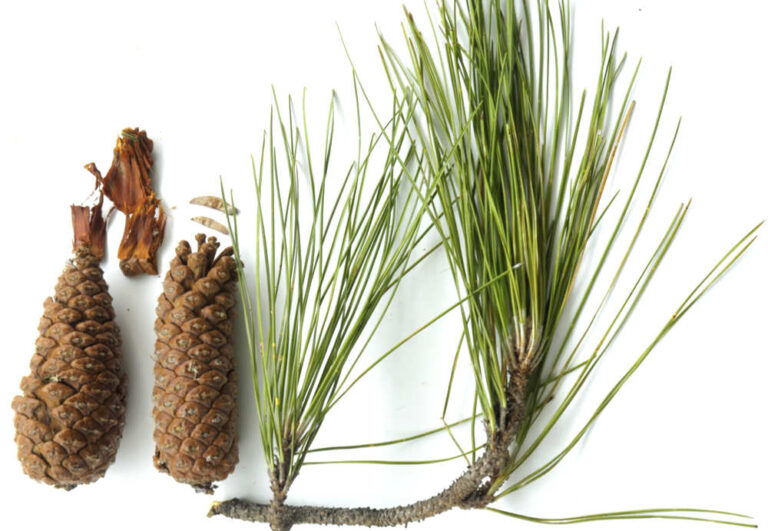 Pinaceae - Botany Brisbane