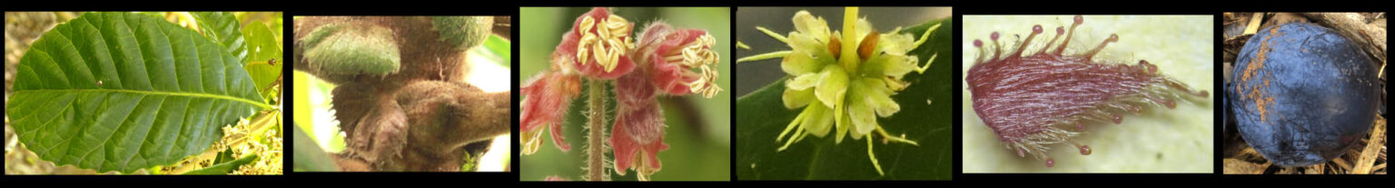 Cunoniaceae - Botany Brisbane