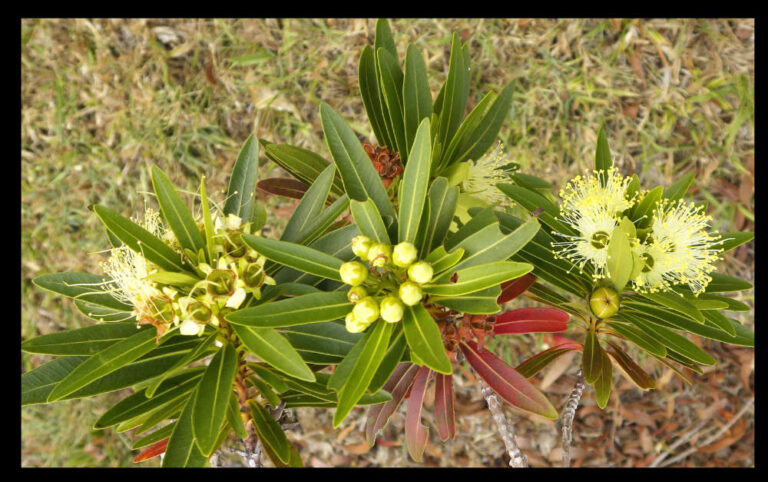 Xanthostemon verticillatus - Botany Brisbane
