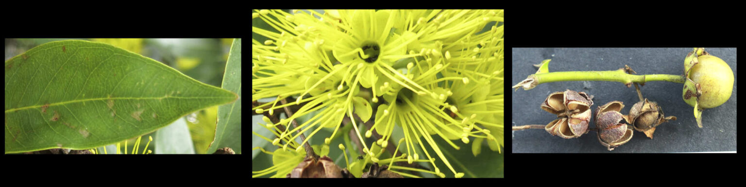 Xanthostemon chrysanthus - Botany Brisbane
