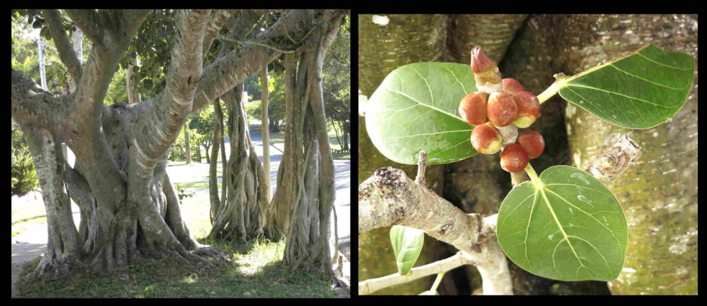 Ficus benghalensis - Botany Brisbane