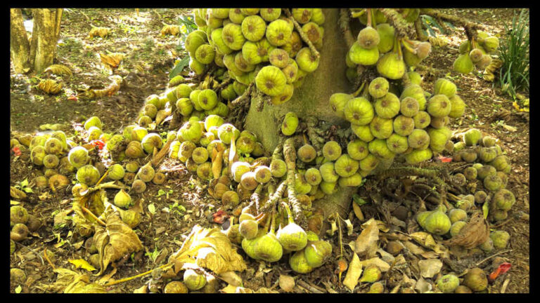 Ficus congesta - Botany Brisbane