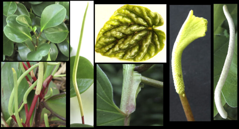 Piperaceae - Botany Brisbane