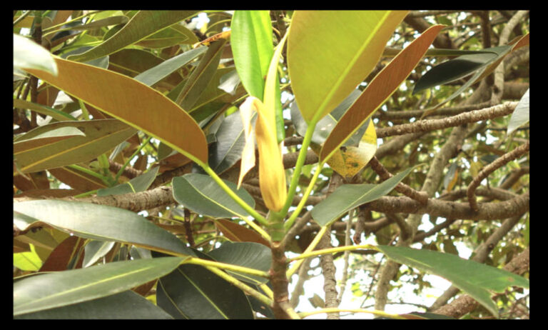 Ficus macrophylla - Botany Brisbane