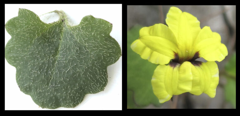 Goodenia rotundifolia - Botany Brisbane