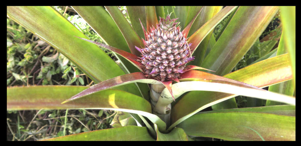 Ananas comosus - Botany Brisbane
