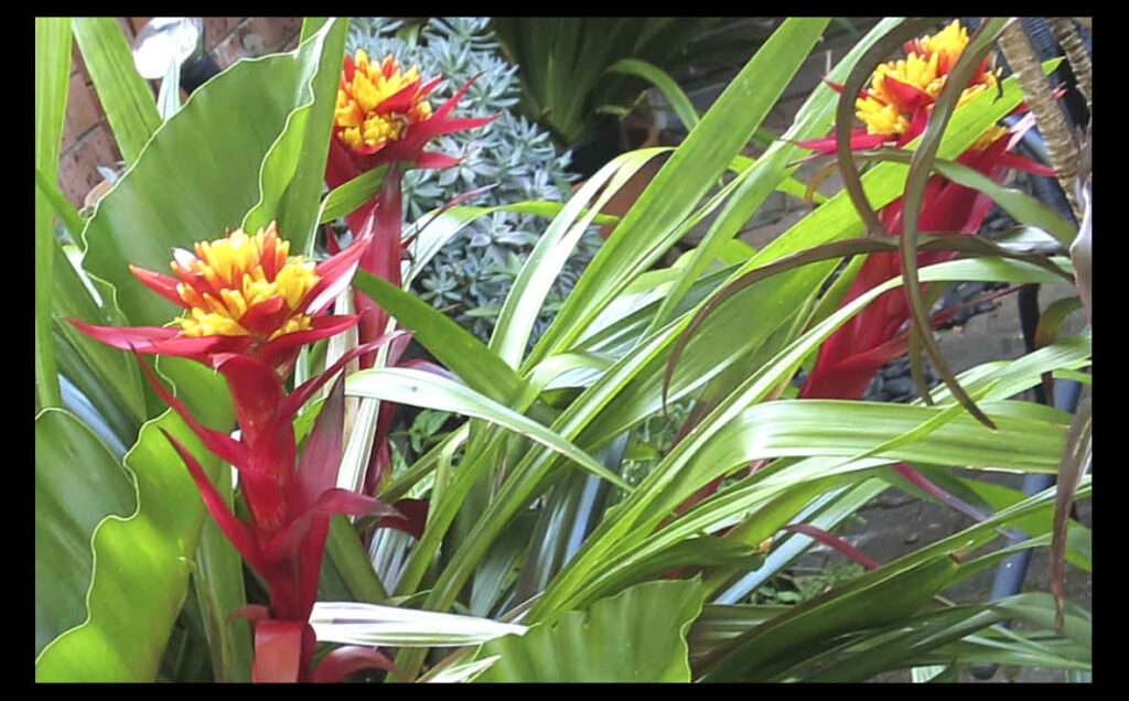 Guzmania lingulata - Botany Brisbane
