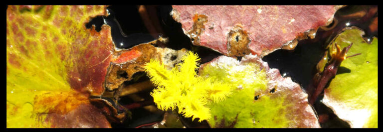 Nymphoides crenata - Botany Brisbane