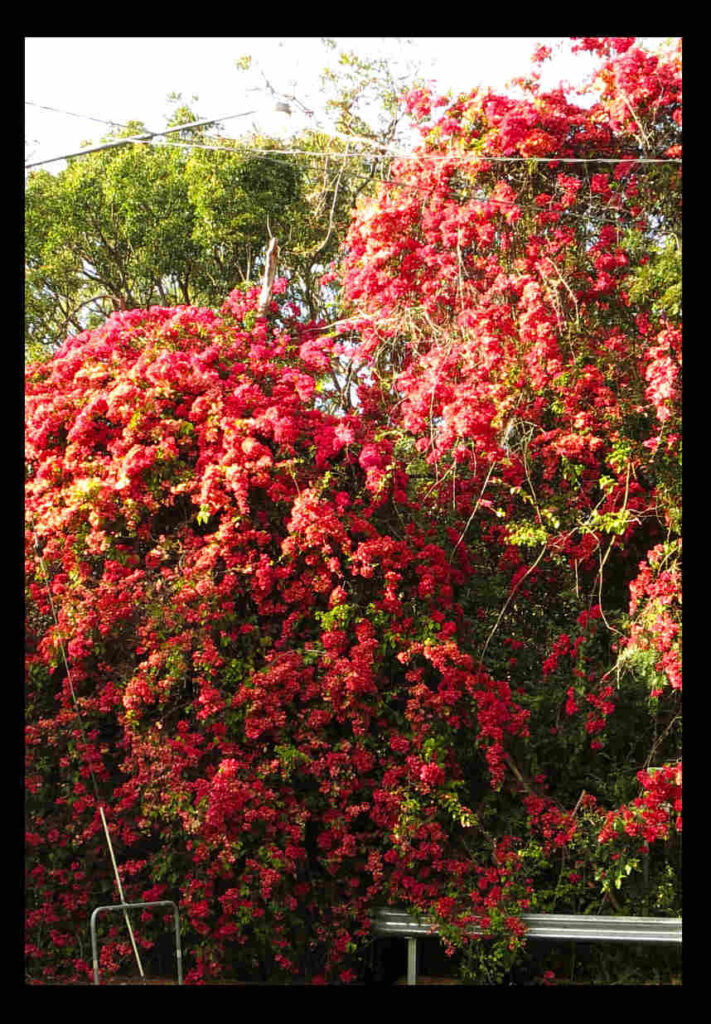1 Bougainvillea spectabilis - Botany Brisbane