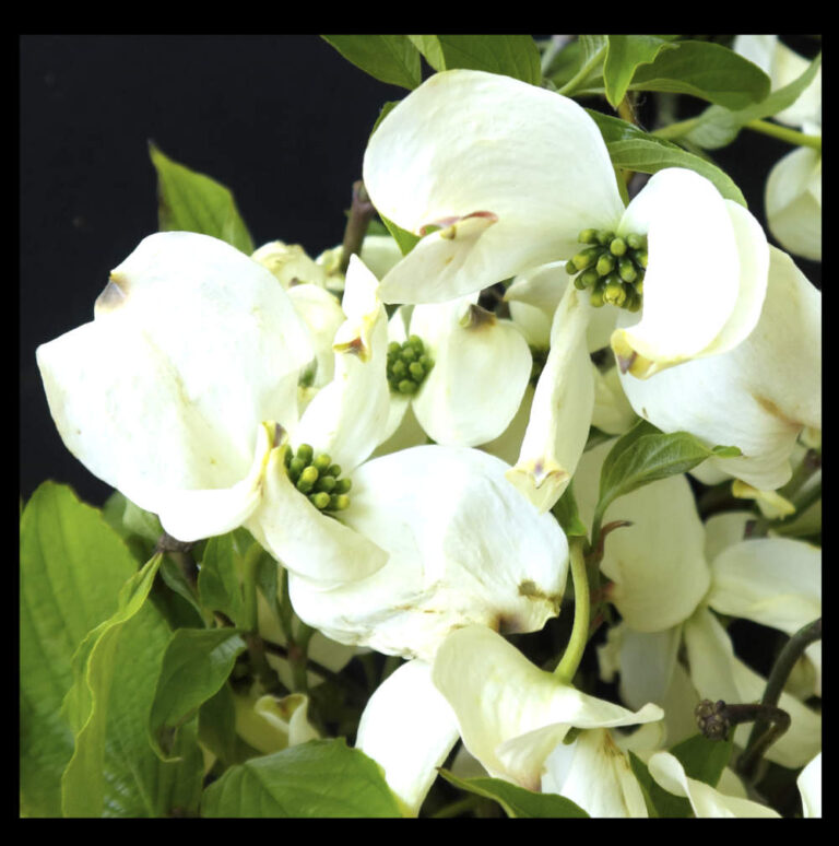 Cornaceae - Botany Brisbane