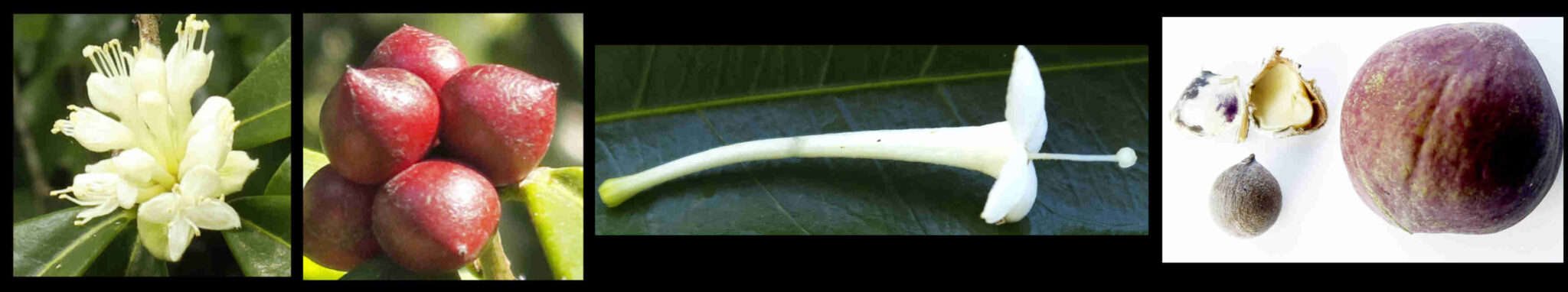 Phaleria - Botany Brisbane