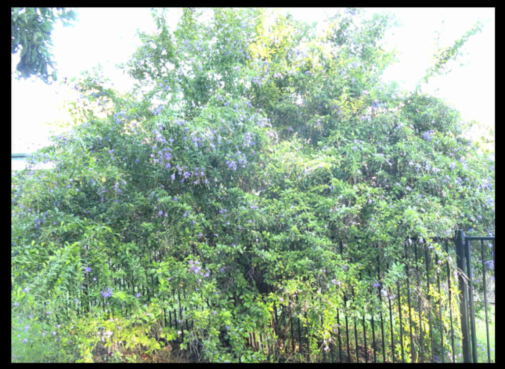 Duranta erecta - Botany Brisbane