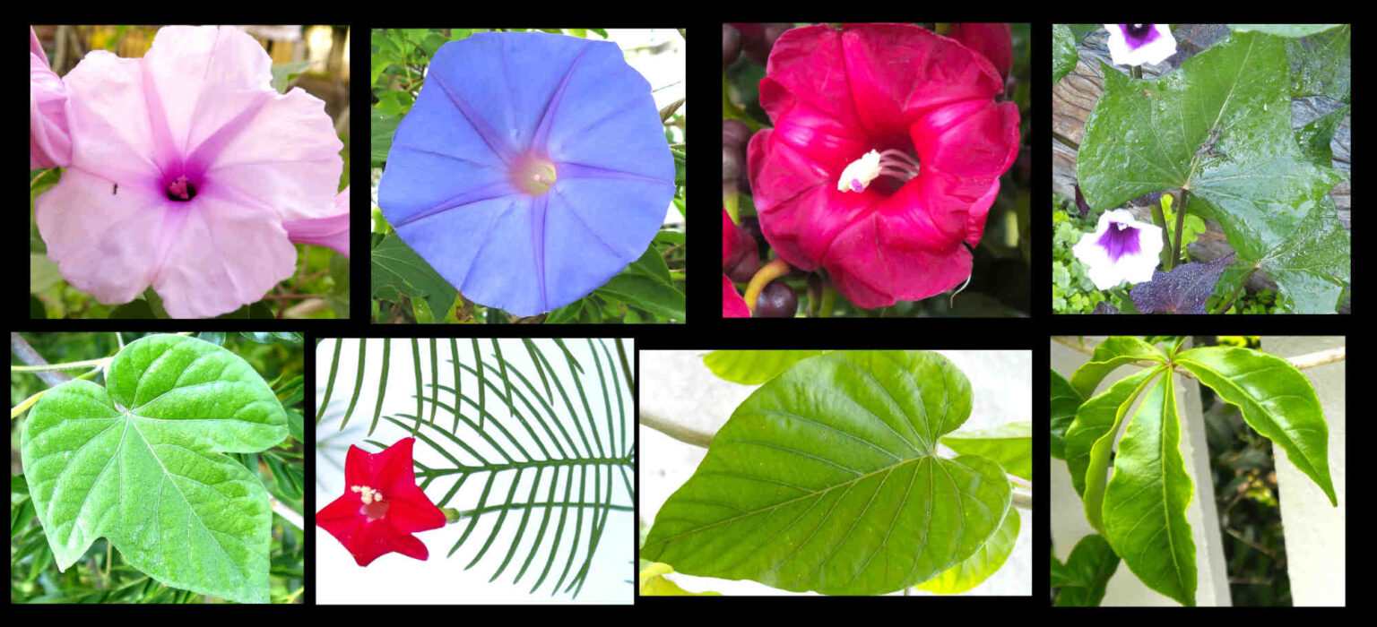 Ipomoea - Botany Brisbane