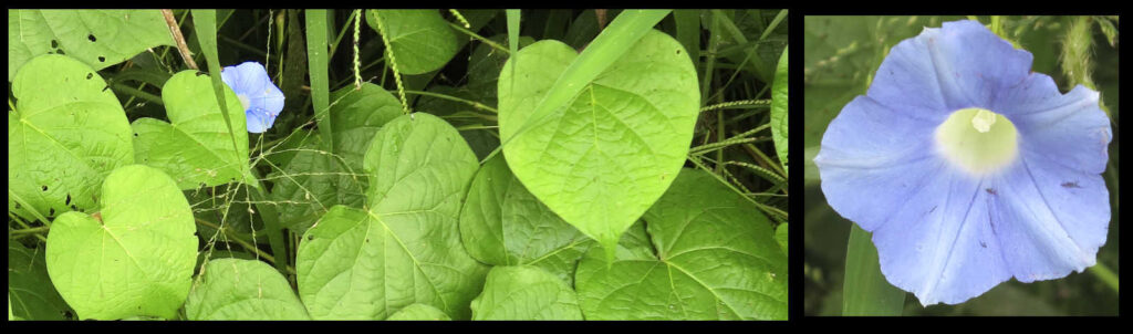Ipomoea hederacea - Botany Brisbane