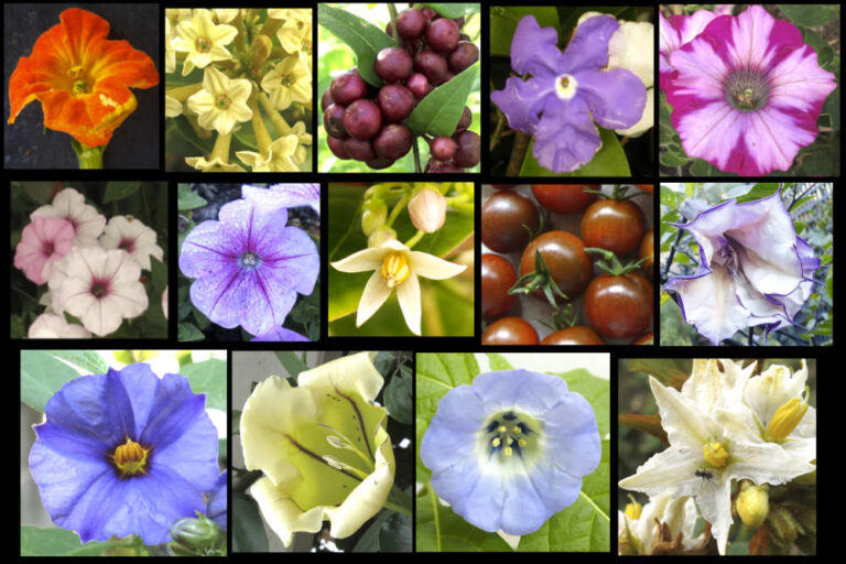 Solanaceae - Botany Brisbane