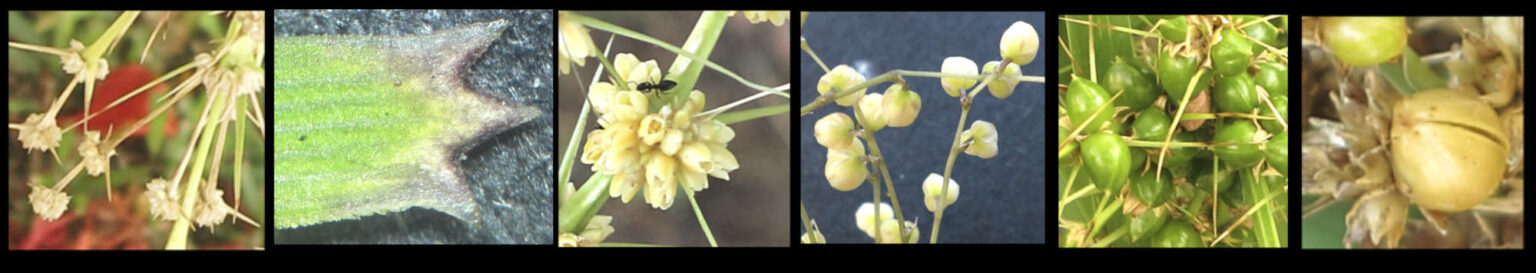 Lomandra - Botany Brisbane