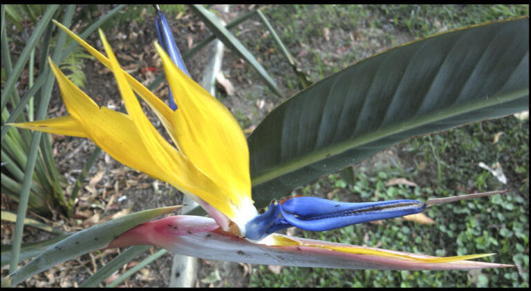 Strelitziaceae - Botany Brisbane