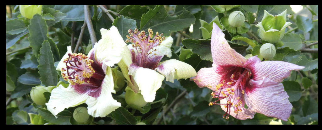 3 Hibiscus insularis - Botany Brisbane