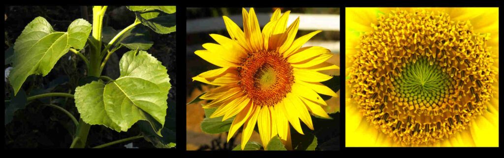 Helianthus - Botany Brisbane