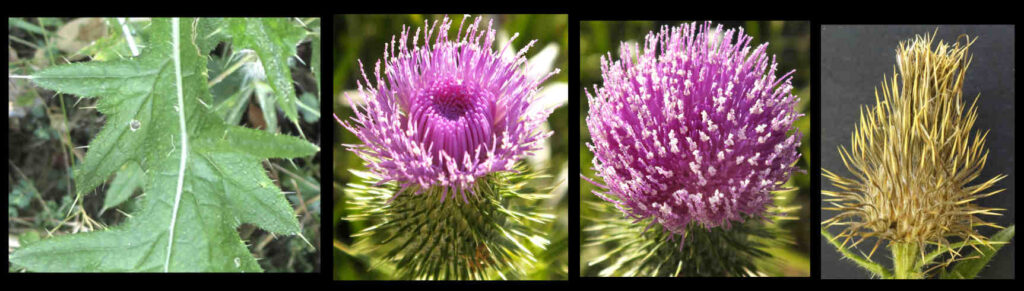 Cirsium - Botany Brisbane