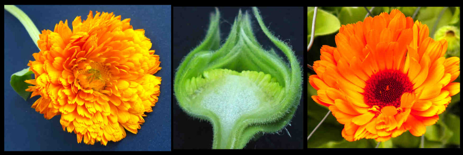 Calendula officinalis - Botany Brisbane