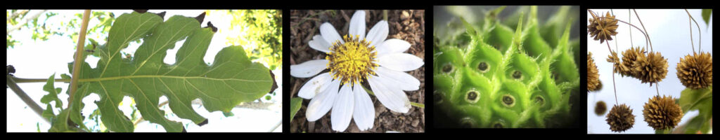 Montanoa - Botany Brisbane