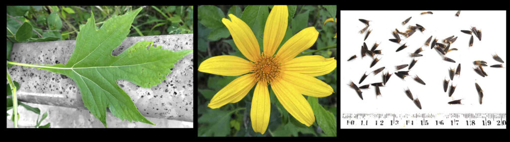 Tithonia diversifolia - Botany Brisbane