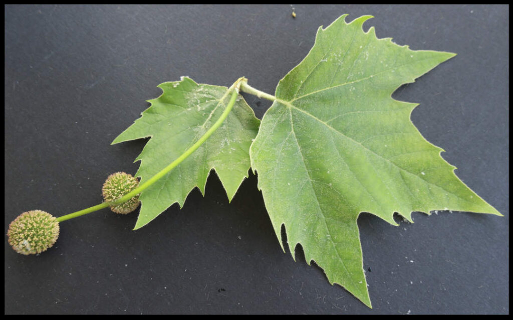 Platanus x hispanica tree 2 - Botany Brisbane