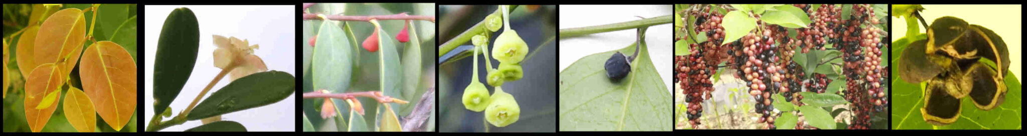 Phyllanthaceae - Botany Brisbane