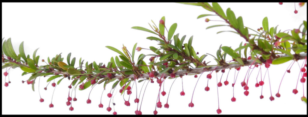 Phyllanthus multiflorus - Botany Brisbane