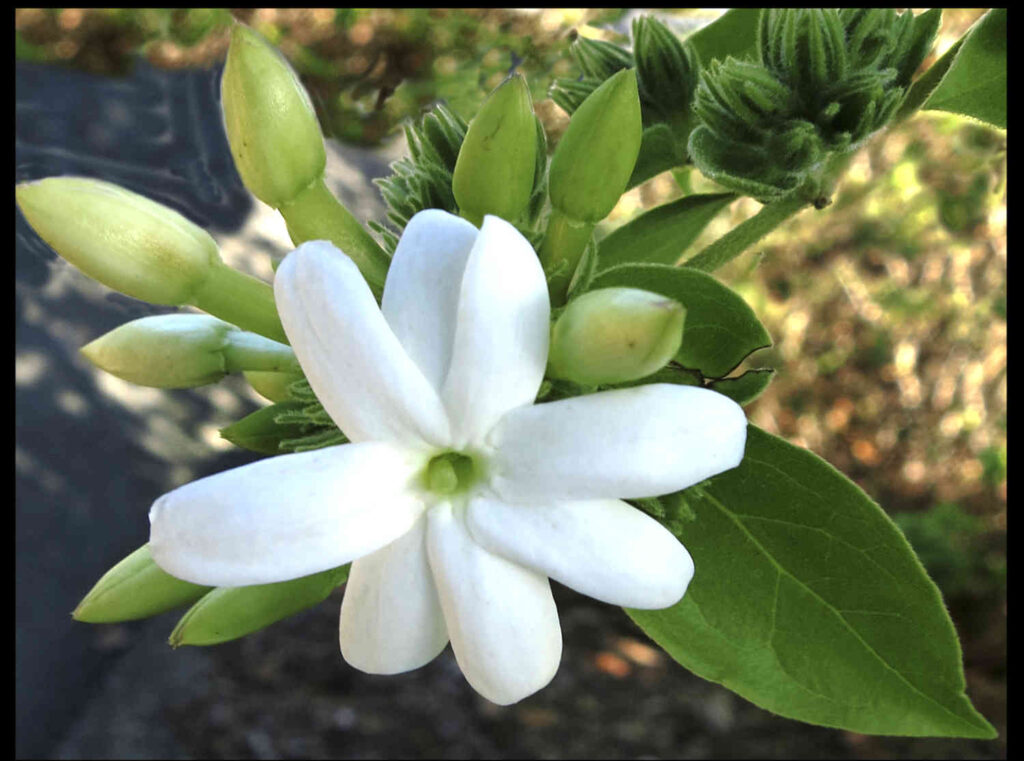 Jasminum multiflorum - Botany Brisbane