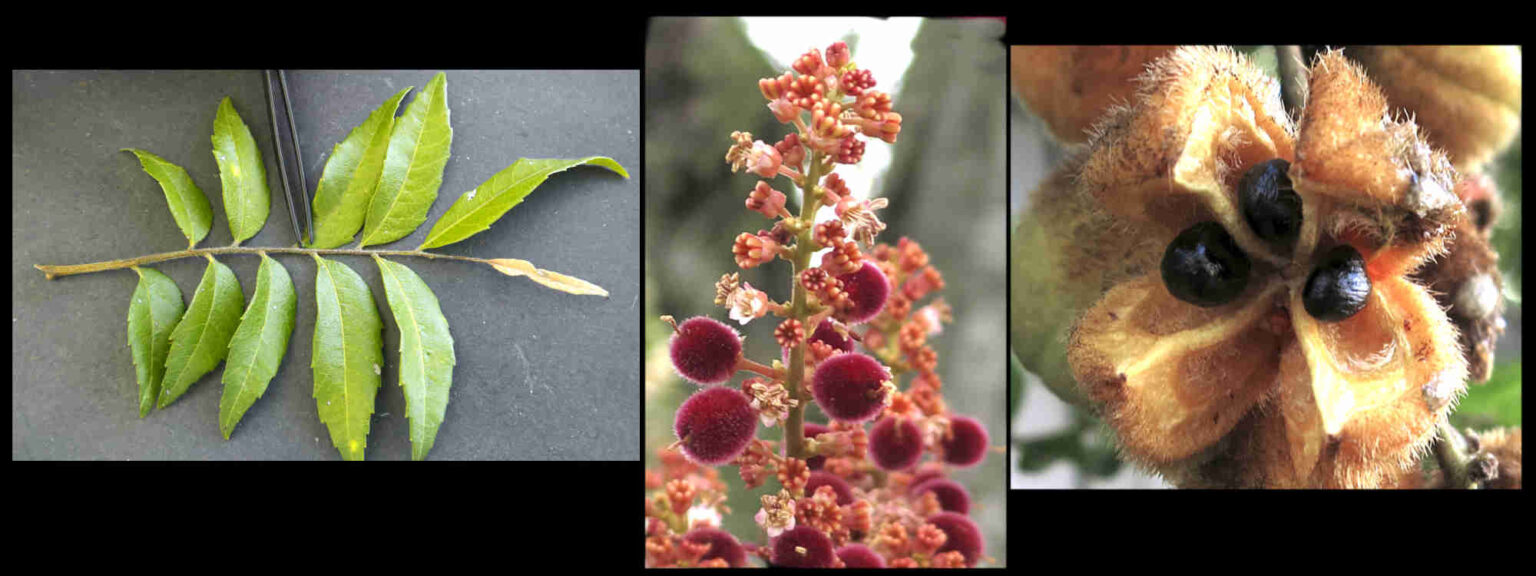 Jagera pseudorhus - Botany Brisbane