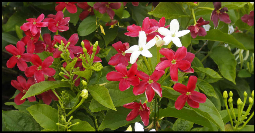 Combretaceae - Botany Brisbane