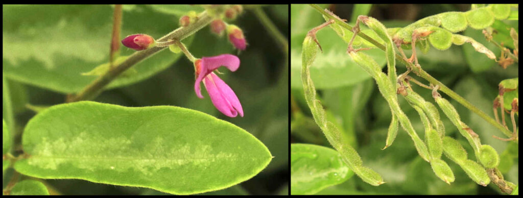 Desmodium - Botany Brisbane